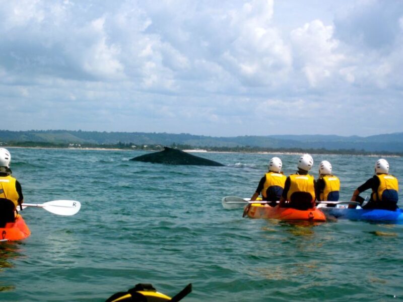 Byron Bay: The Byron Bay Sea Kayak Tour - What You Need to Know Before Booking