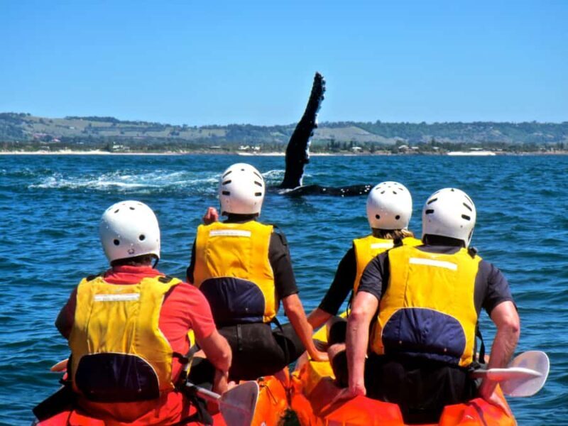 Byron Bay: The Byron Bay Sea Kayak Tour - The Value of This Experience