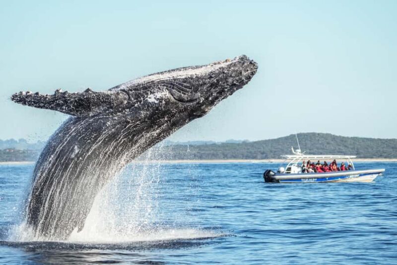 Byron Bay: Whale Watching Cruise with a Marine Biologist - An Honest Look at This Unique Byron Bay Experience