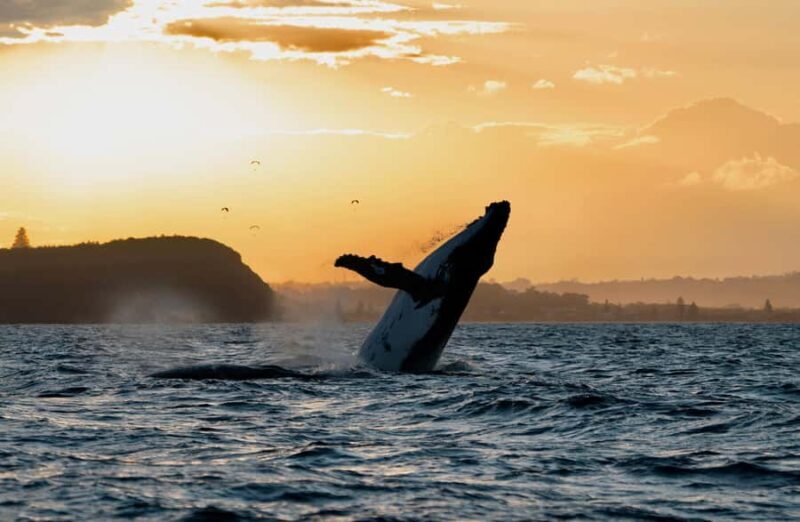 Byron Bay: Whale Watching Cruise with a Marine Biologist - Key Points