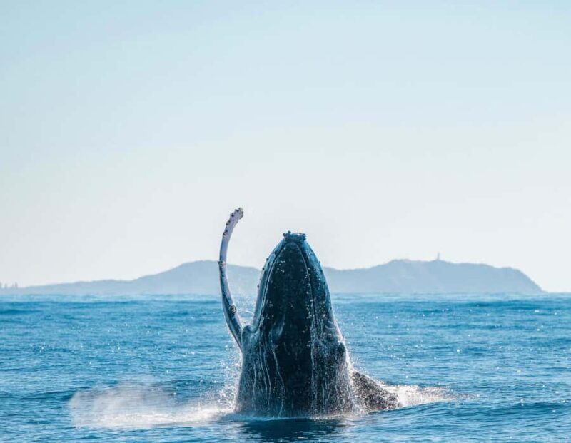Byron Bay: Whale Watching Cruise with a Marine Biologist - The Experience for Different Travelers
