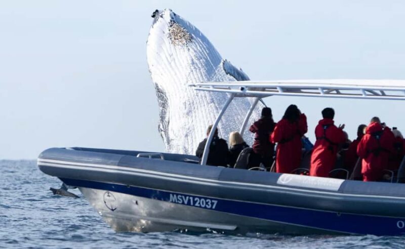 Byron Bay: Whale Watching Cruise with a Marine Biologist - Practical Tips for Future Travelers