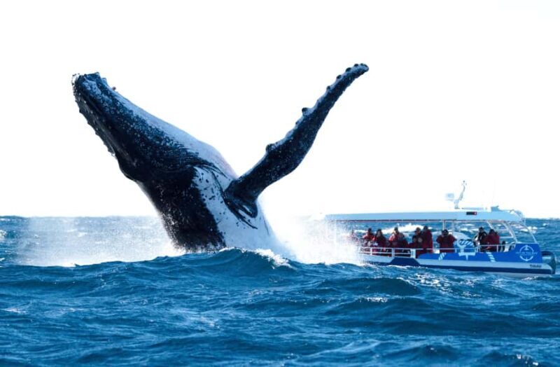 Byron Bay: Whale Watching Cruise with a Marine Biologist - The Final Verdict