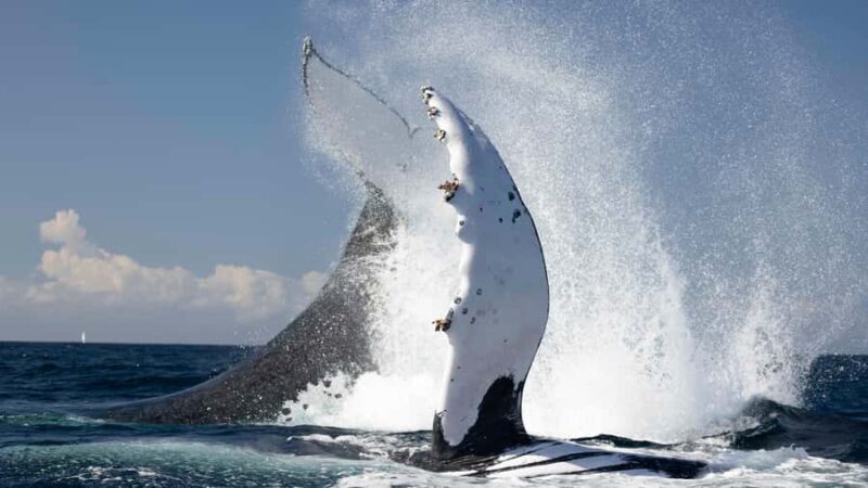 Byron Bay Whale Watching with Marine Biologist - Key Points