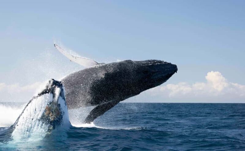 Byron Bay Whale Watching with Marine Biologist - Introduction to the Byron Bay Whale Watching Experience