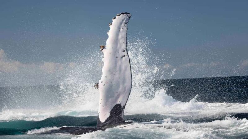 Byron Bay Whale Watching with Marine Biologist - In-Depth Look at the Tour Experience