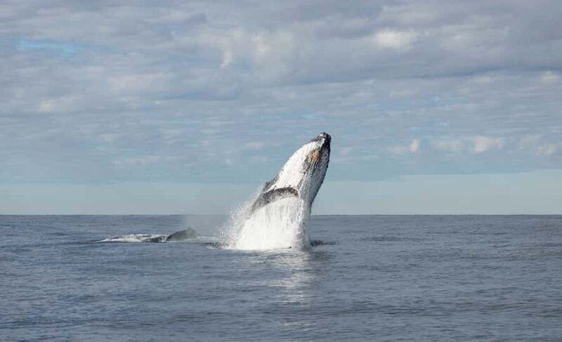 Byron Bay Whale Watching with Marine Biologist - Who Should Book This Tour?