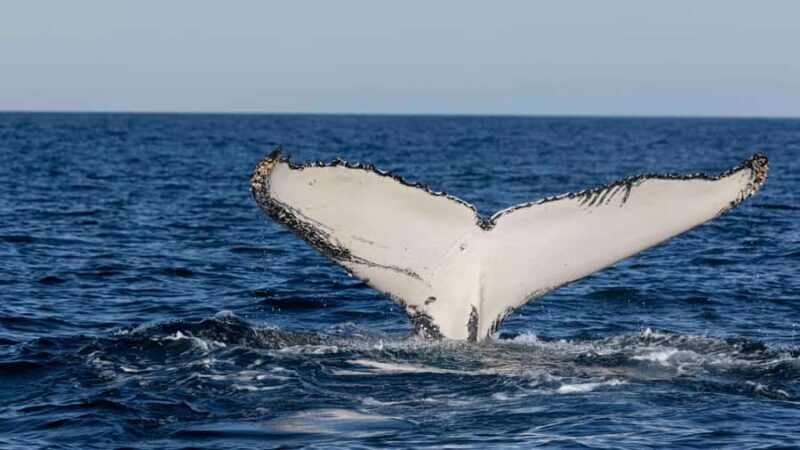 Byron Bay Whale Watching with Marine Biologist - Final Thoughts: Is It Worth It?