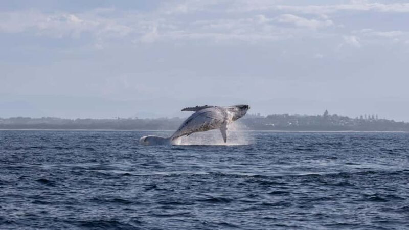 Byron Bay Whale Watching with Marine Biologist - FAQs