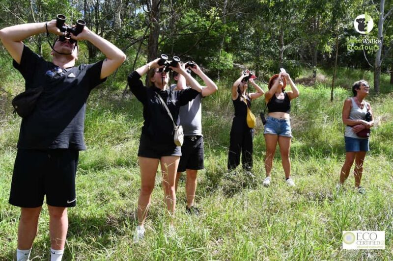 Byron Bay Wild Koala Tour - What You Can Expect from the Tour