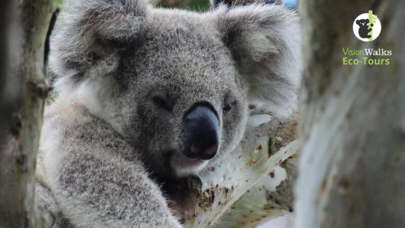 Byron Bay Wild Koala Tour - Why This Tour is Worth Considering
