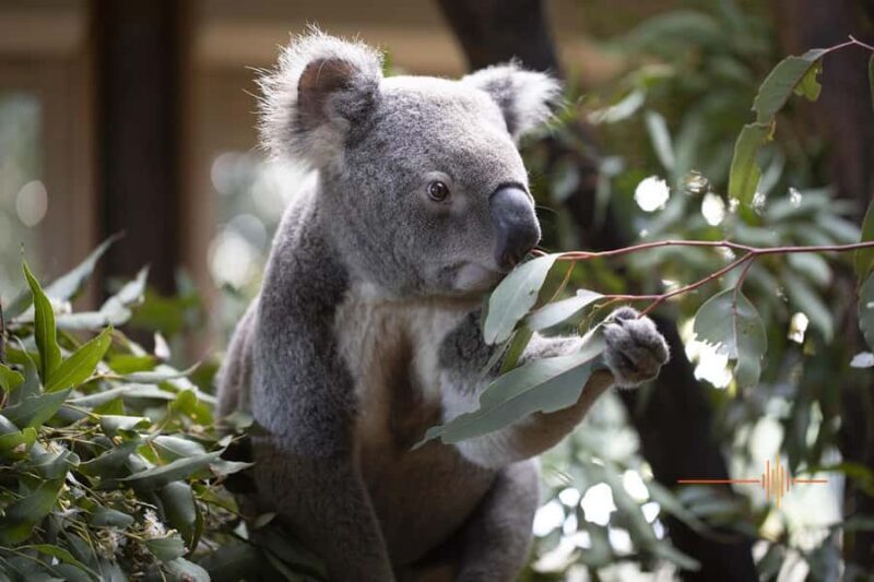 Byron Bay Wildlife Sanctuary Entry Ticket - Exploring the Byron Bay Wildlife Sanctuary: What to Expect