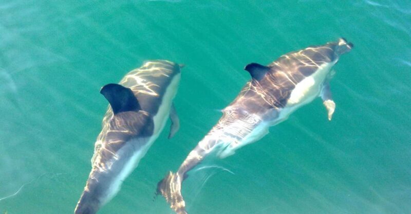 Cabanas de Tavira: Dolphin Watching Boat Tour - What to Expect During the Tour