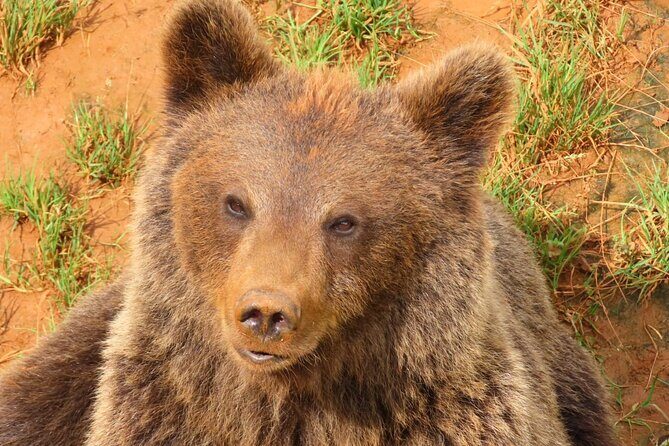 Cabarceno Natural Park Guided Visit from Santander - FAQ