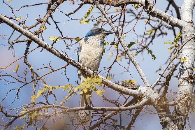 Cabo birding | Bird watching at bird sanctuary - Who Should Consider This Tour?