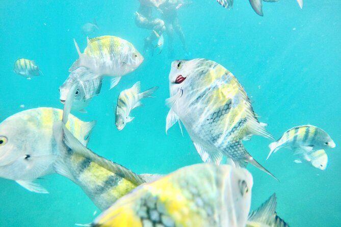 Cabo Blue Snorkeling Cruise, Open Bar and Lunch in Cabo San Lucas - Key Points