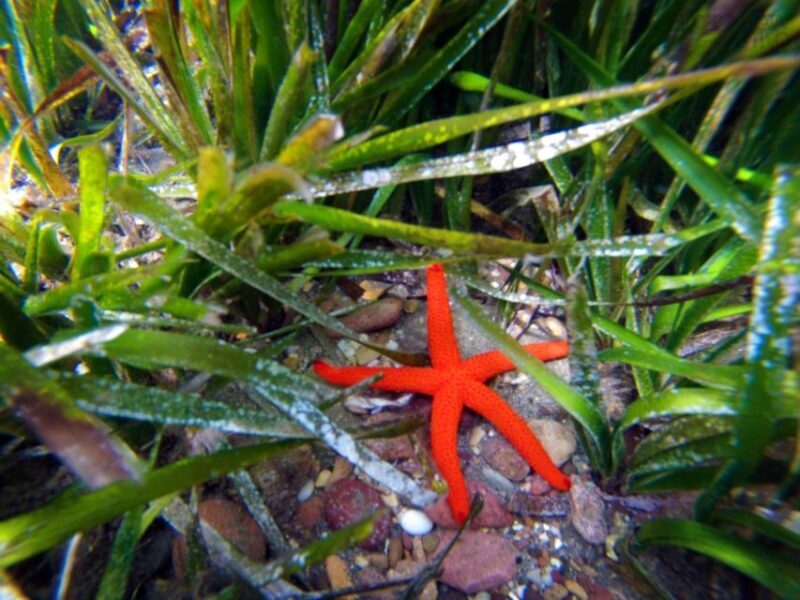 Cabo de Gata: Natural Park Kayaking and Snorkel Excursion - FAQ