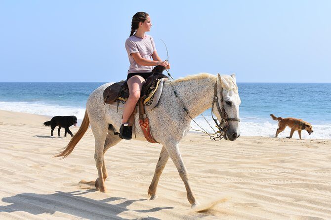 Cabo Desert Off-Road & Beach Horseback Combo and Tequila Tasting - An In-Depth Look at the Cabo Desert Off-Road & Beach Horseback Combo