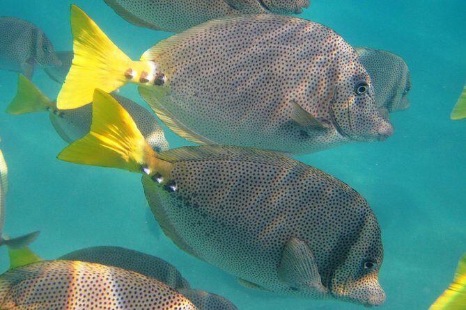 Cabo Encounter with Optional Clear Boat and Lunch - An Overview of the Experience