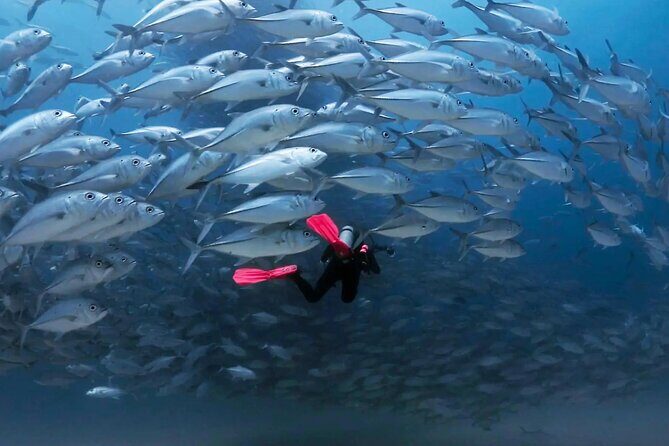 Cabo Pulmo Diving Adventure - Diving into the Details: What Makes This Tour Special