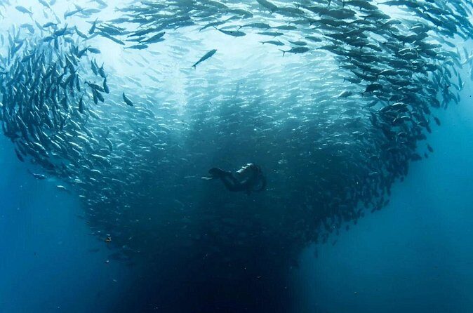 Cabo Pulmo Diving Adventure - FAQs