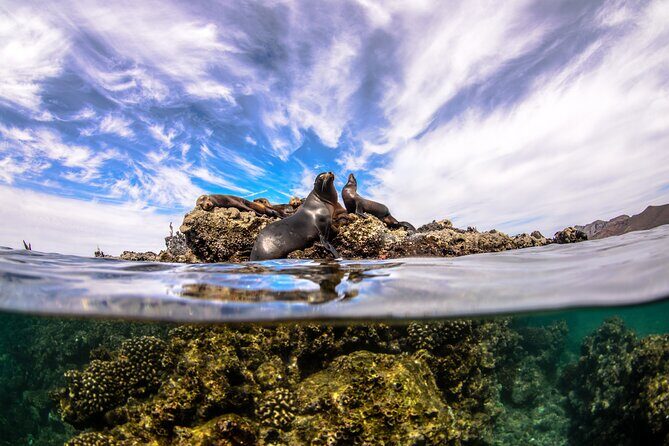 Cabo Pulmo Snorkel Adventure - FAQ