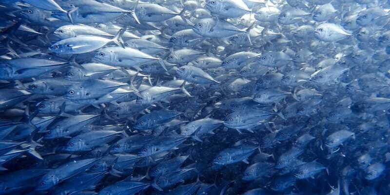 Cabo Pulmo Snorkeling
