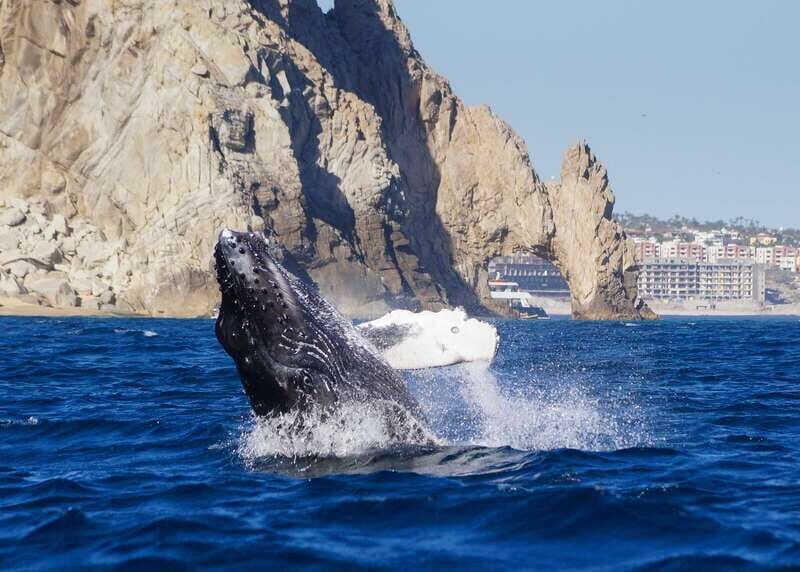 Cabo San Lucas: 2.5-Hour Whale Watching Tour - The Value of the Experience