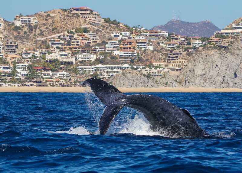 Cabo San Lucas: 2.5-Hour Whale Watching Tour - Scenic Highlights Beyond the Whales