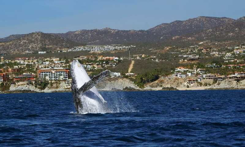 Cabo San Lucas: 2.5-Hour Whale Watching Tour - FAQ