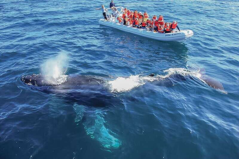 Cabo San Lucas: 2-Hour Whale Watching Adventure - Details on Boat and Group Size