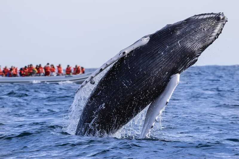 Cabo San Lucas: 2-Hour Whale Watching Adventure - How does it compare to other experiences?