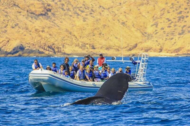 Cabo San Lucas: 2-Hour Whale Watching Adventure - Final Thoughts