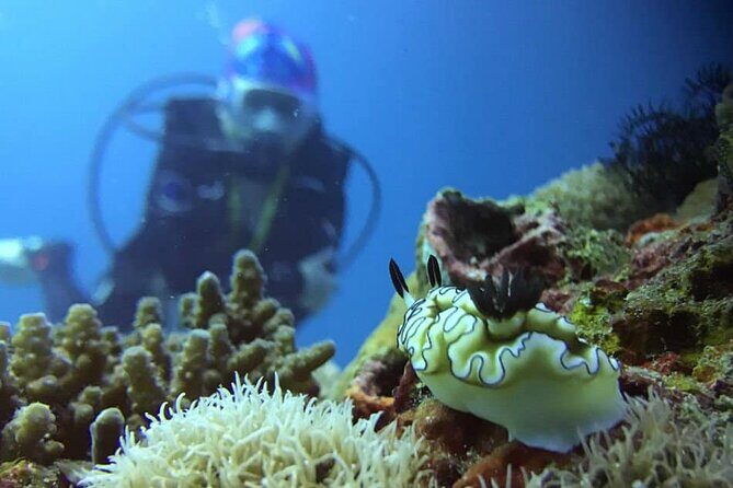Cabo San Lucas 2 Tank Scuba Diving - Practical Tips for Your Dive Day