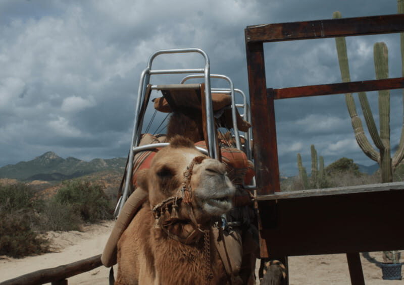 Cabo San Lucas: Amazing Camel Adventure on the Beach - Final Thoughts