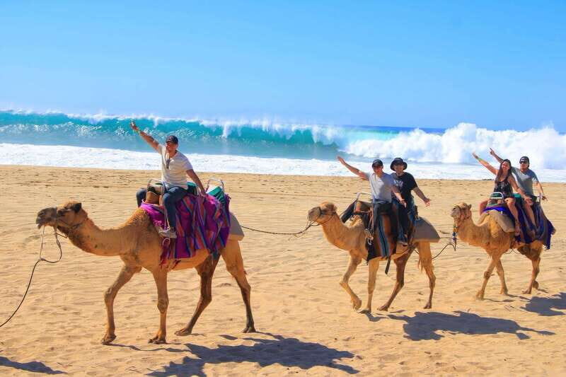 Cabo San Lucas: ATV/Camel/Horse Combo Tour - Who Will Love This Tour?