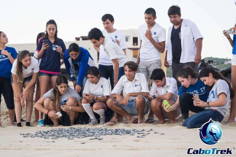 Cabo San Lucas: Baby Turtle Release Experience - Key Points