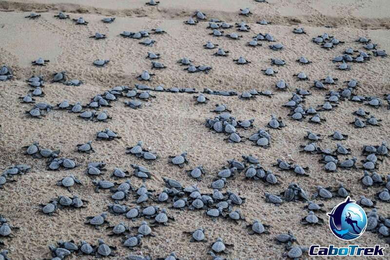Cabo San Lucas: Baby Turtle Release Experience - Why This Tour Offers Great Value