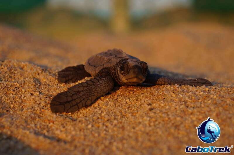 Cabo San Lucas: Baby Turtle Release Experience - Who Should Consider This Tour?