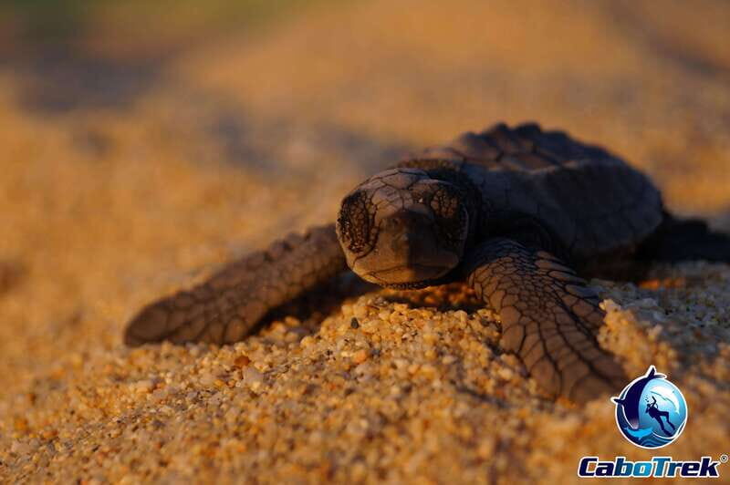 Cabo San Lucas: Baby Turtle Release Experience - Frequently Asked Questions