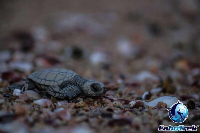 Cabo San Lucas: Baby Turtle Release Experience - Final Thoughts