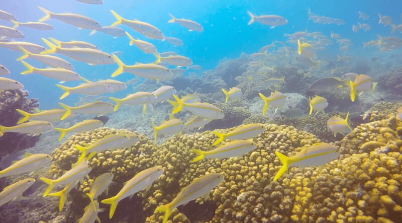 Cabo San Lucas: Beginners Diving Experience w/ Water & Snack - Suitable for Whom?