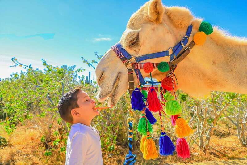 Cabo San Lucas: Camel Safari Tour with Lunch and Tequila - The Sum Up