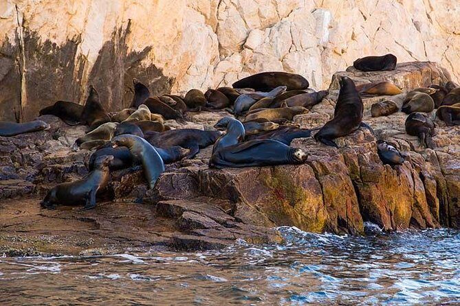 Cabo San Lucas city tour and amazing sea adventure to Lands End! - Who Will Love This Tour?