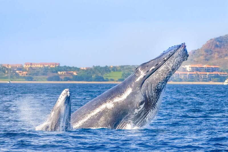 Cabo San Lucas: Luxury Catamaran Whale Watching Experience - An in-Depth Look at the Whale Watching Experience