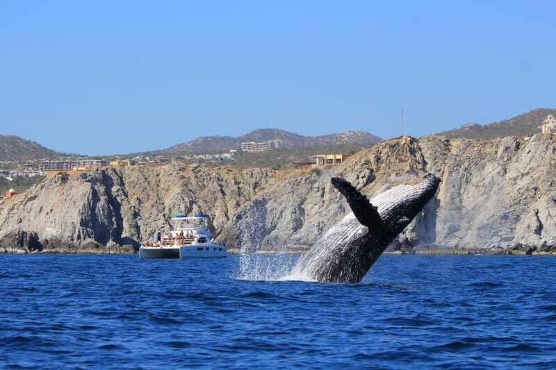 Cabo San Lucas: Luxury Catamaran Whale Watching Experience - FAQ