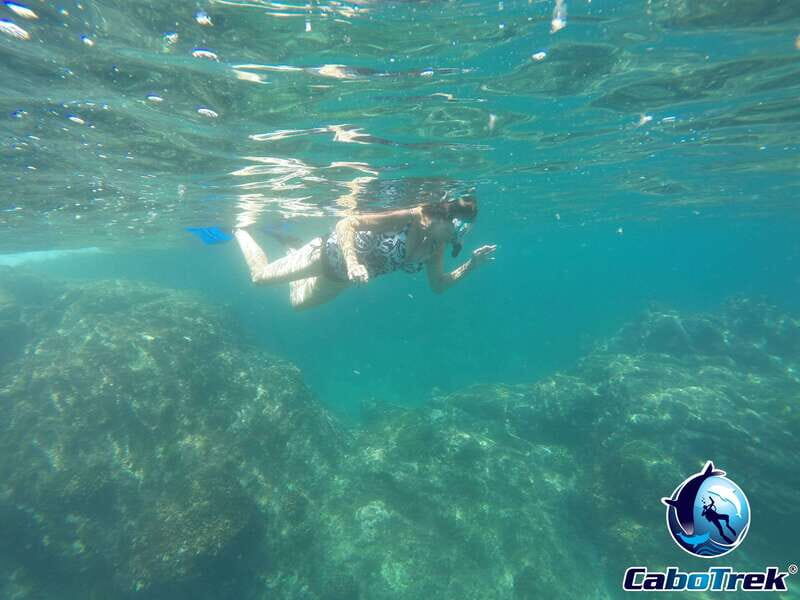 Cabo San Lucas Private and Shared Snorkeling Tour - Key Points