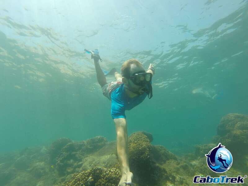 Cabo San Lucas Private and Shared Snorkeling Tour - The Marine Environment: What You Might See