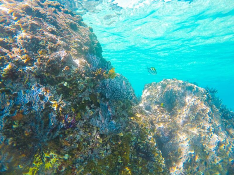 Cabo San Lucas: Private Catamaran Tour with Snorkeling - FAQ