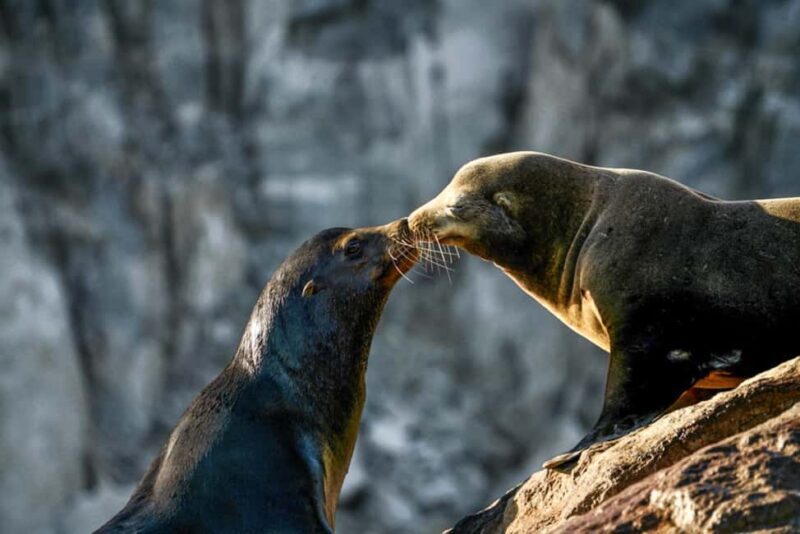 Cabo San Lucas: Private Sunset Cruise - Who Is This Tour Best For?